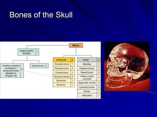 Chapter7 axialskeletonmarieb | PPT