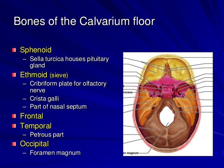 Chapter7 axialskeletonmarieb