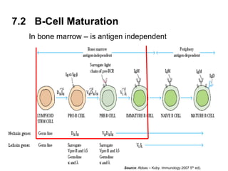 Chapter 7 Basic immunology ppts DZ 2010.ppt