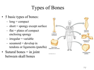 Chapter 7 bones.pdf
