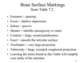 Chapter 7 bones.pdf