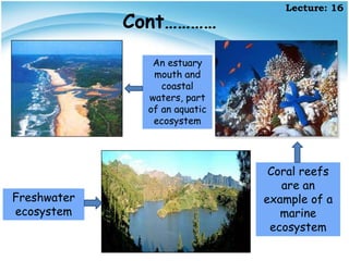 Chapter 7 ecosystem.ppt