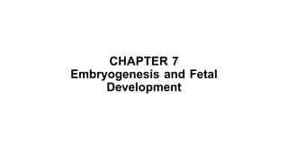 CHAPTER 7 Embryogenesis and Fetal Development.pptx