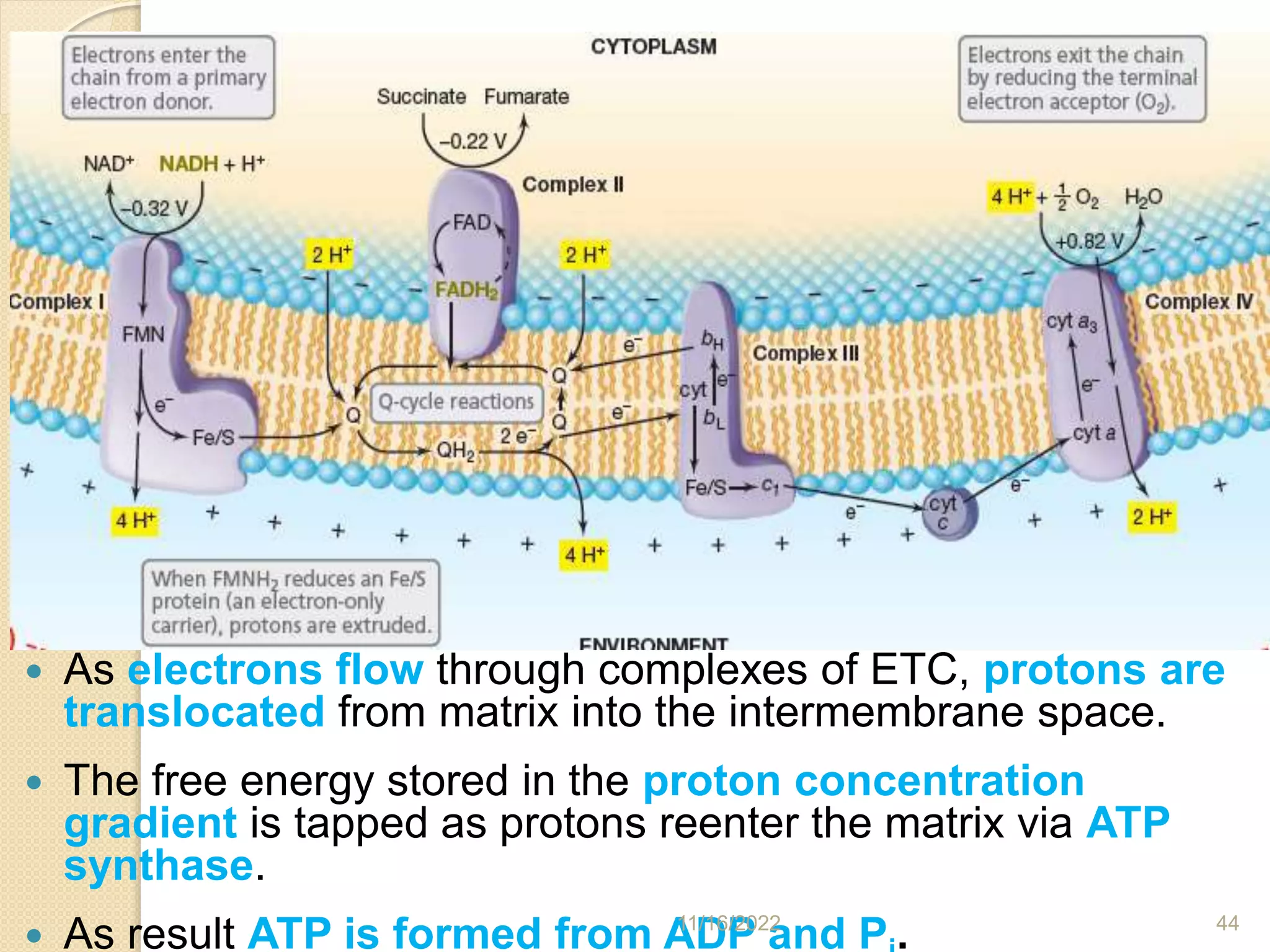 Chapter 7 Energy transduction in cells.pptx