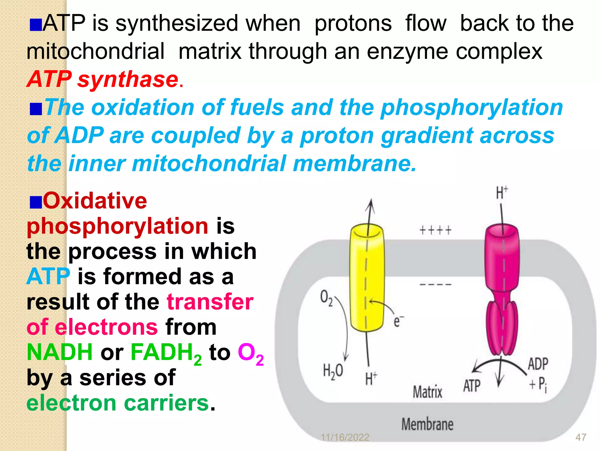 Chapter 7 Energy transduction in cells.pptx