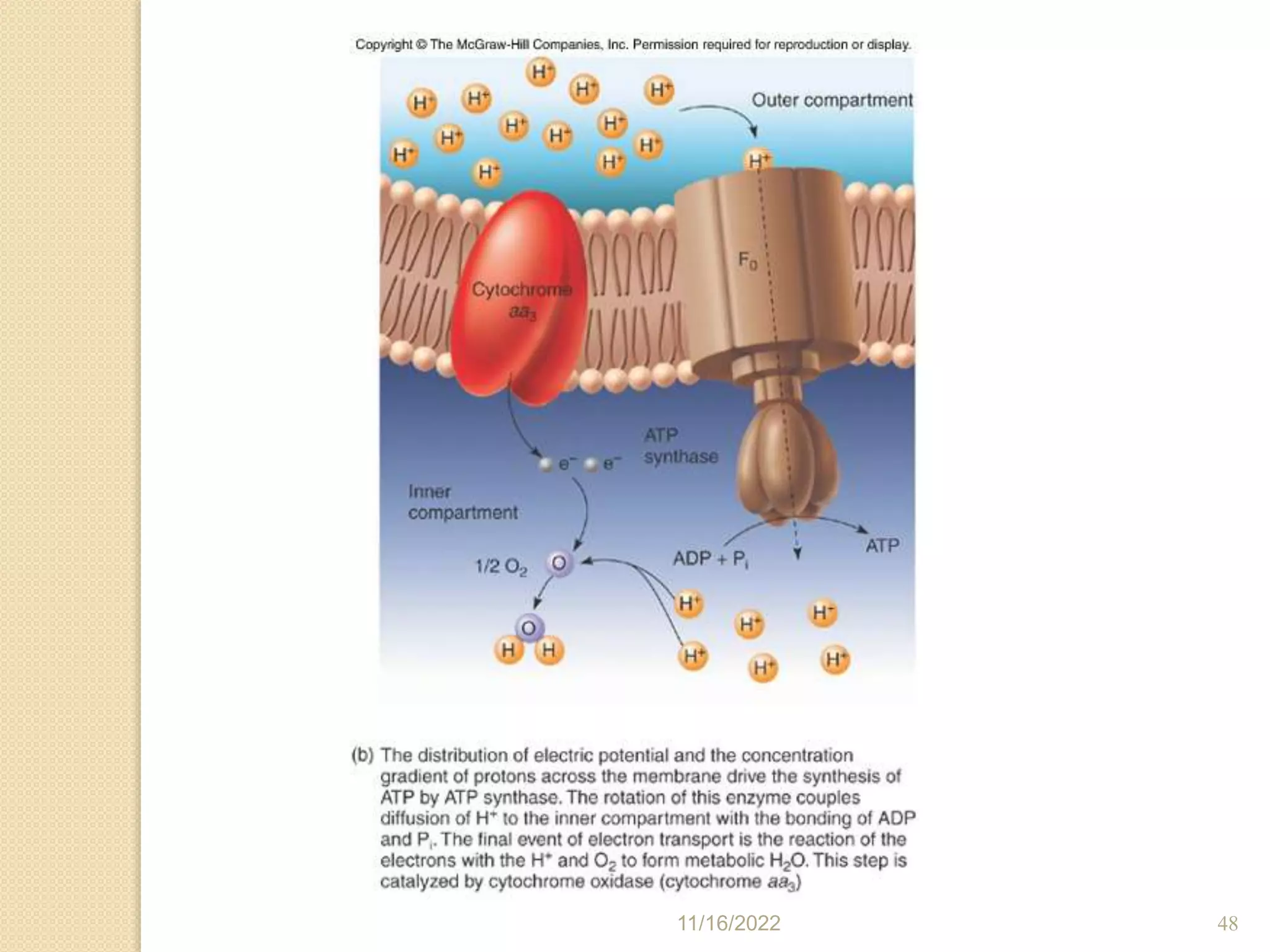Chapter 7 Energy transduction in cells.pptx