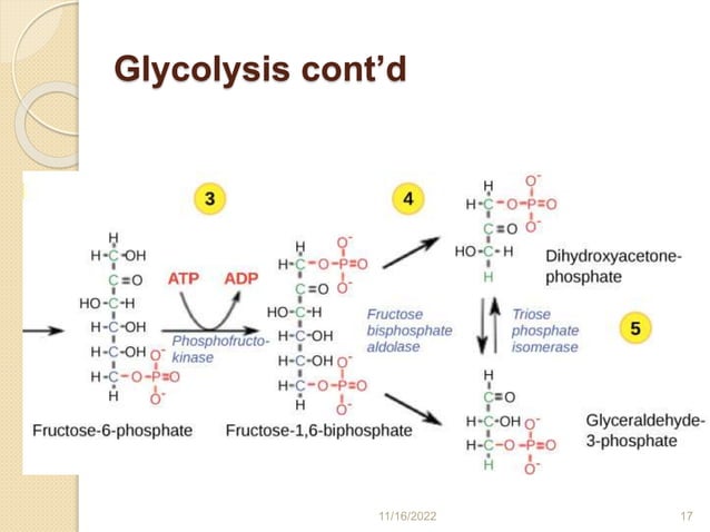 Chapter 7 Energy transduction in cells.pptx