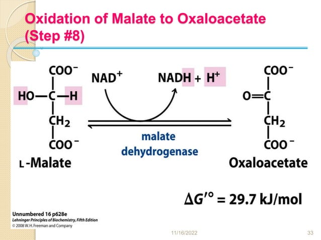 Chapter 7 Energy transduction in cells.pptx