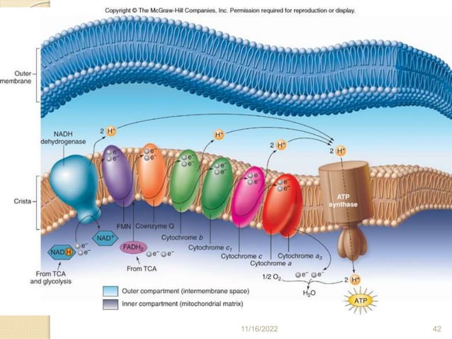 Chapter 7 Energy transduction in cells.pptx