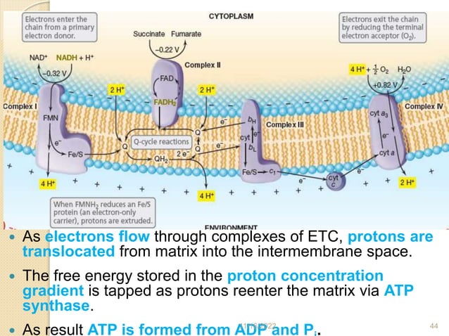 Chapter 7 Energy transduction in cells.pptx