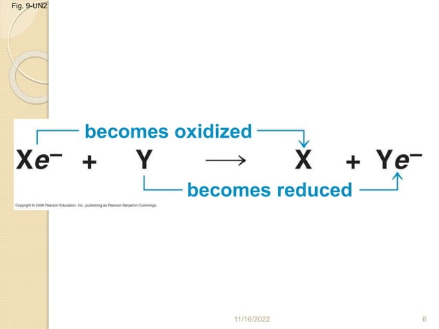 Chapter 7 Energy transduction in cells.pptx