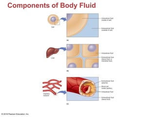 Chapter 7 FLUID ELECTROLYTES ALCOHOL | PPTX