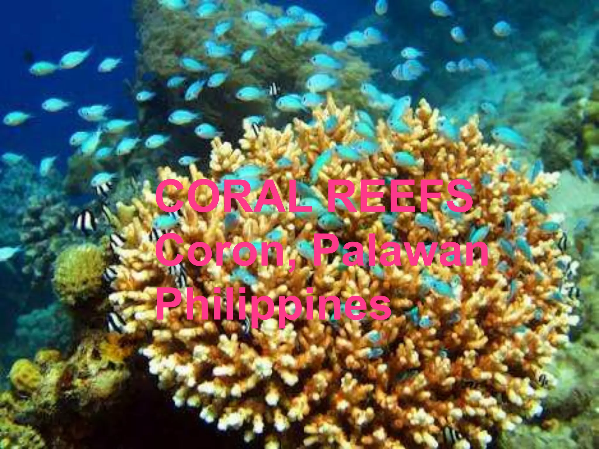 Chapter 7 Interaction and Interdependence | PPTX