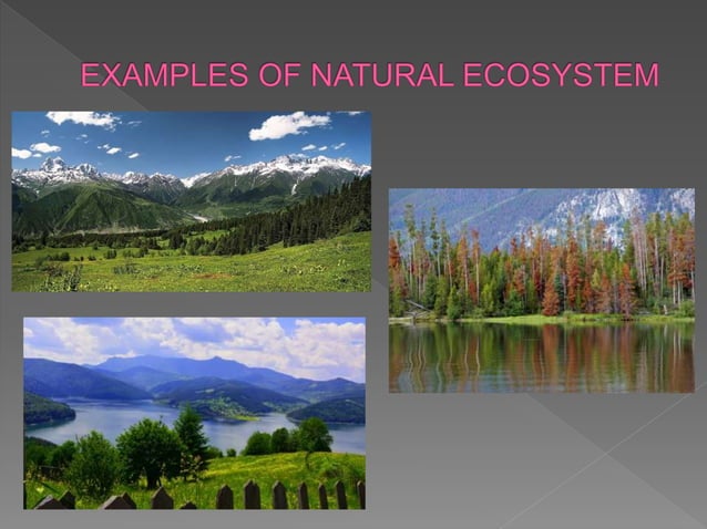 Chapter 7 Interaction and Interdependence | PPTX