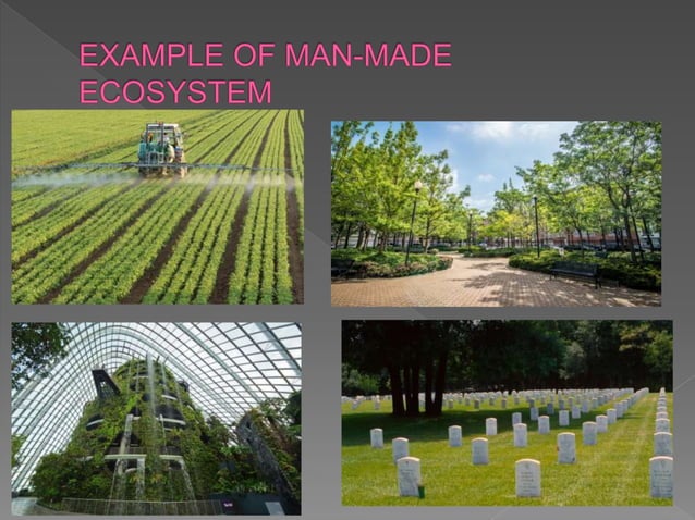 Chapter 7 Interaction and Interdependence | PPTX