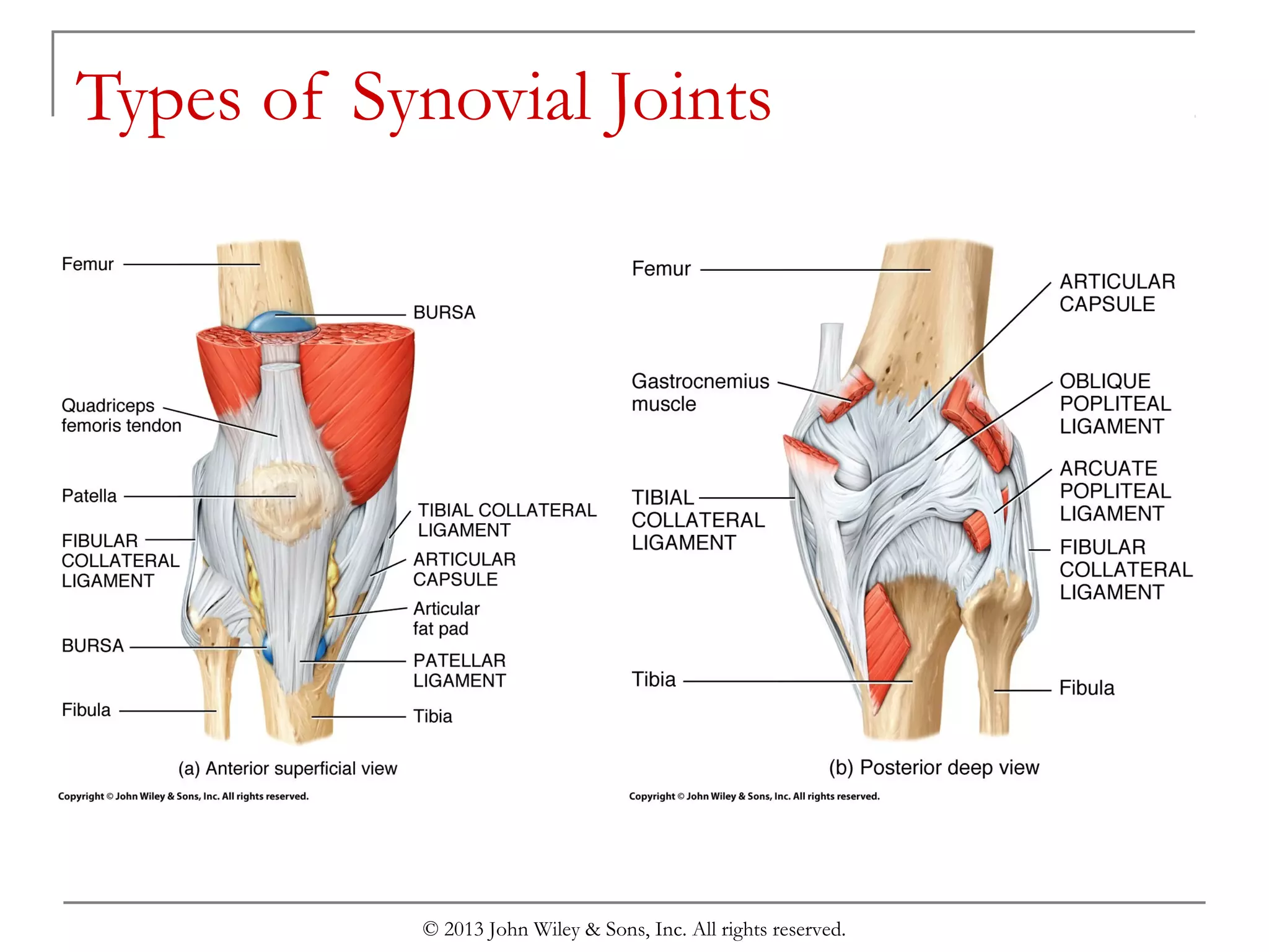 Chapter 7 joints | PPT