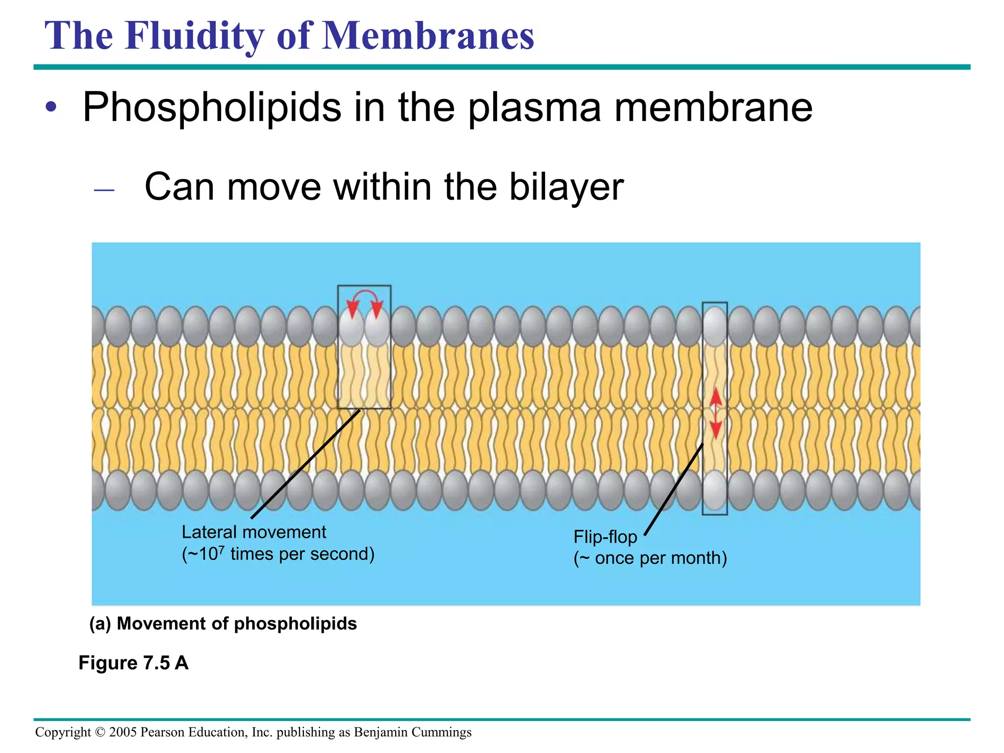 chapter7_membrane_structure_and_function.ppt