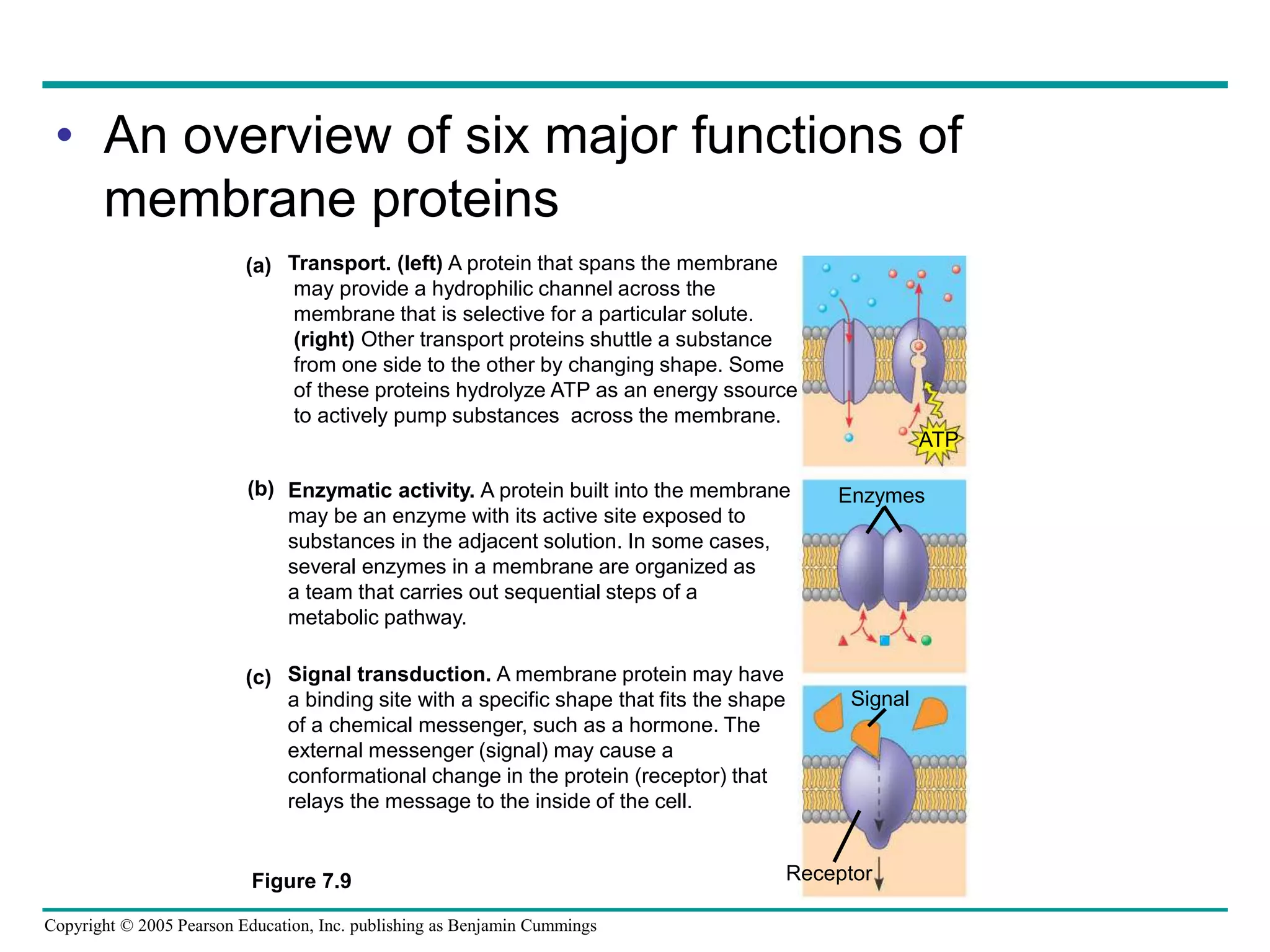 chapter7_membrane_structure_and_function.ppt