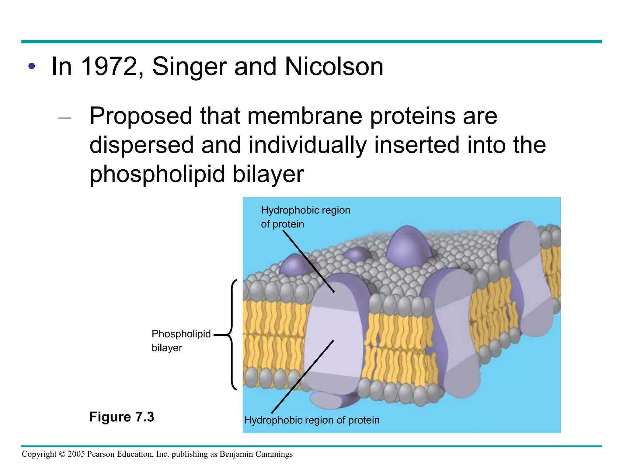 chapter7_membrane_structure_and_function.ppt