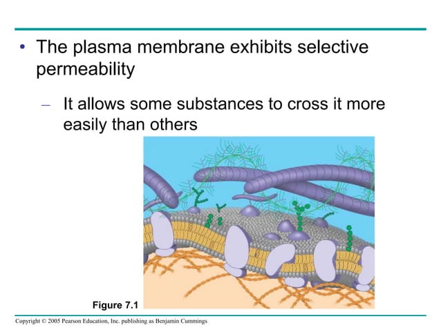chapter7_membrane_structure_and_function.ppt | Biological Sciences | Science
