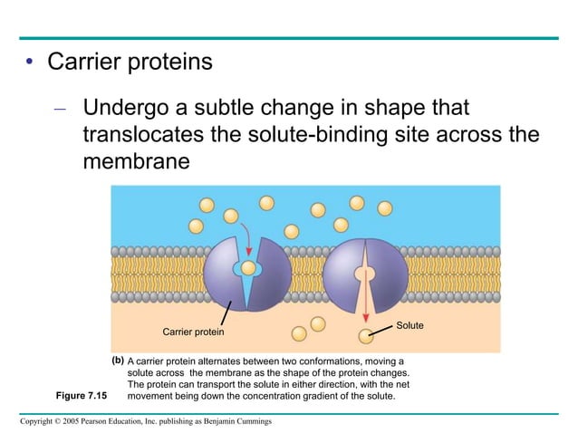 chapter7_membrane_structure_and_function.ppt | Biological Sciences | Science
