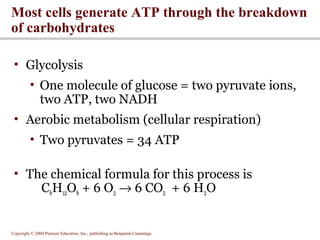 Chapter 7 metabolism and energy | PPT
