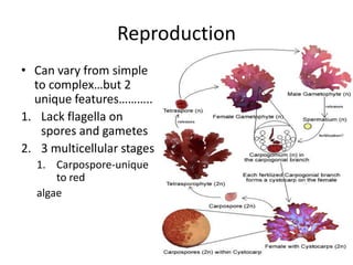 Chapter 7 multicellular plants | PPT