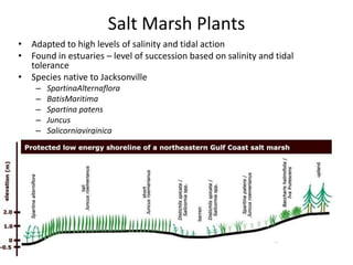 Chapter 7 multicellular plants | PPTX