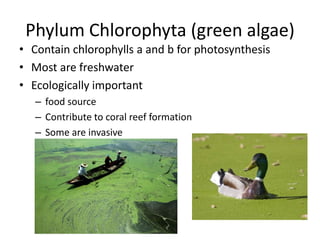 Chapter 7 multicellular plants | PPTX