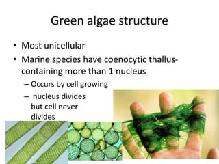 Chapter 7 multicellular plants | PPTX