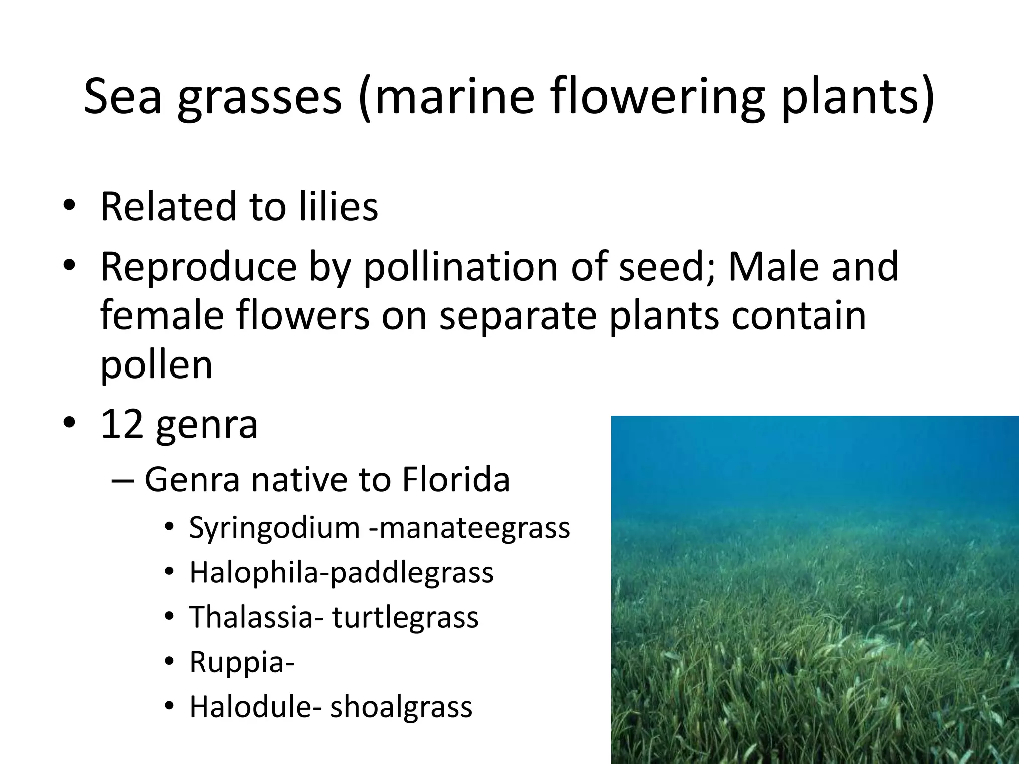 Chapter 7 multicellular plants | PPTX