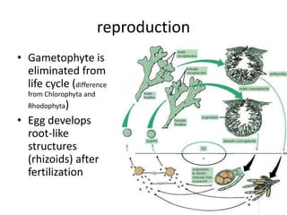 Chapter 7 multicellular plants | PPTX