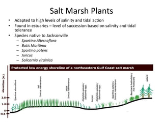 Chapter 7 multicellular plants | PPTX