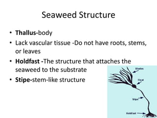 Chapter 7 multicellular plants | PPTX
