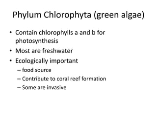 Chapter 7 multicellular plants | PPTX