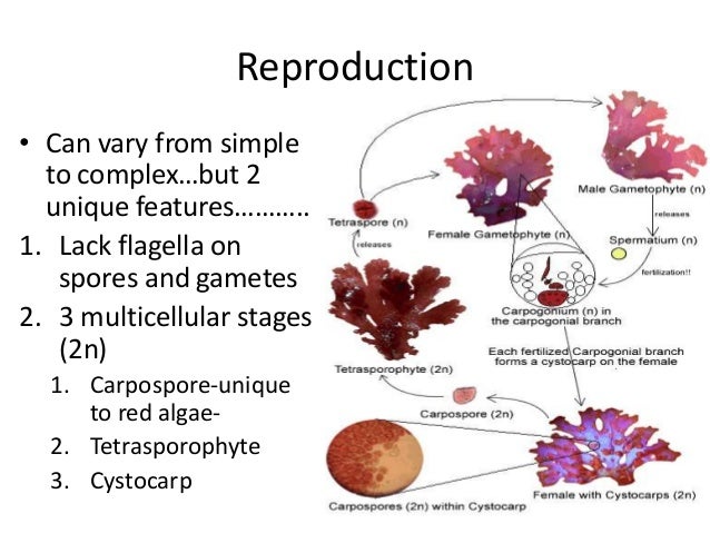 Red Algae Diagram