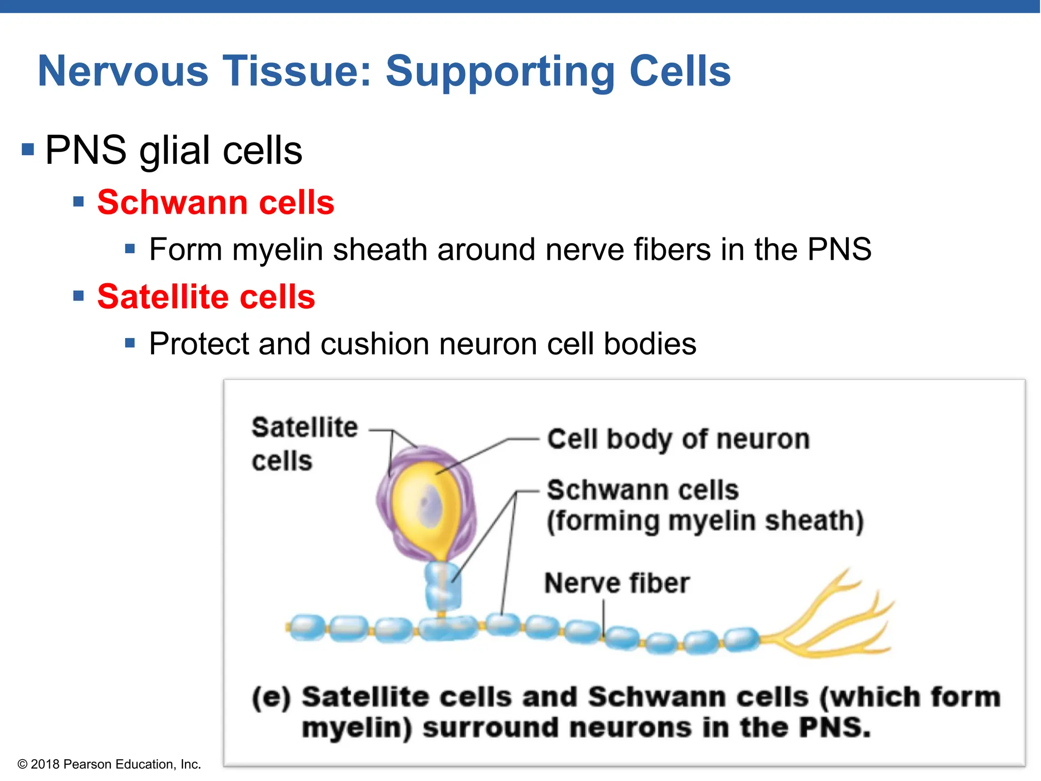 CHAPTER 7 Nervous System anaphysiology.pdf