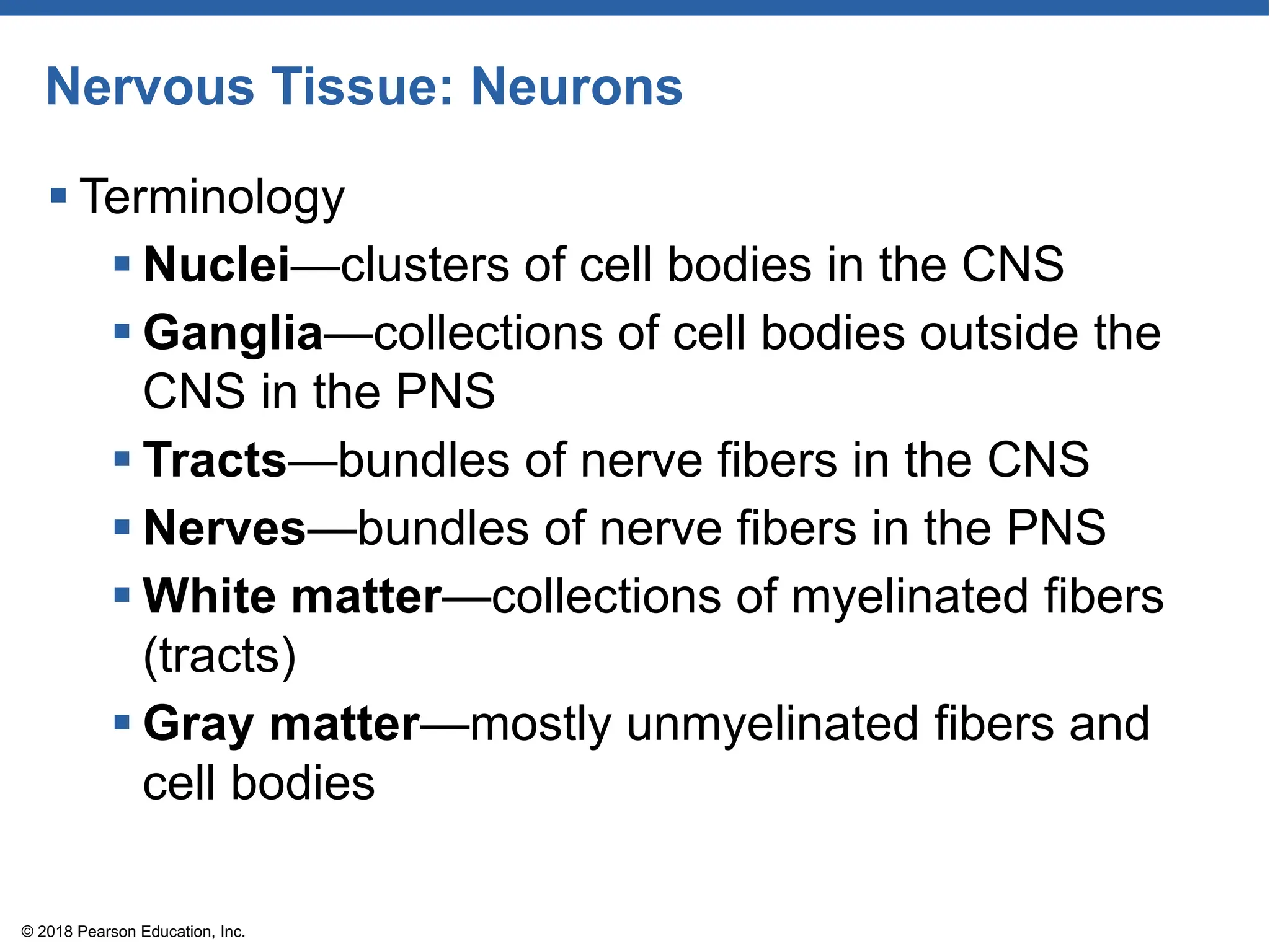 CHAPTER 7 Nervous System anaphysiology.pdf