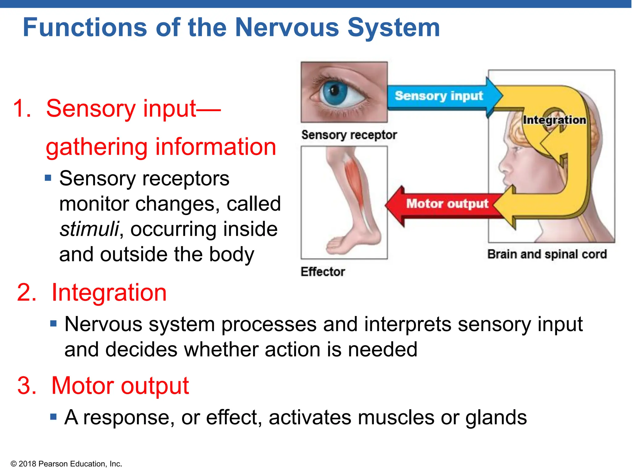 CHAPTER 7 Nervous System anaphysiology.pdf