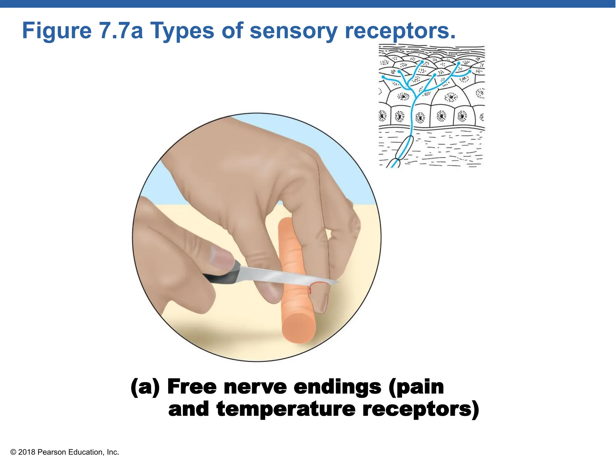 CHAPTER 7 Nervous System anaphysiology.pdf