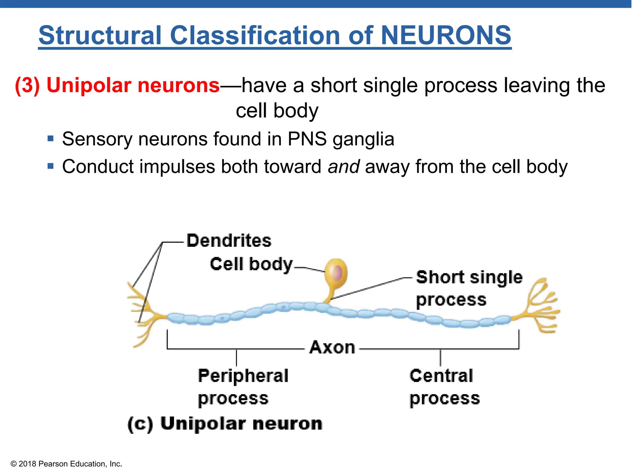 CHAPTER 7 Nervous System anaphysiology.pdf