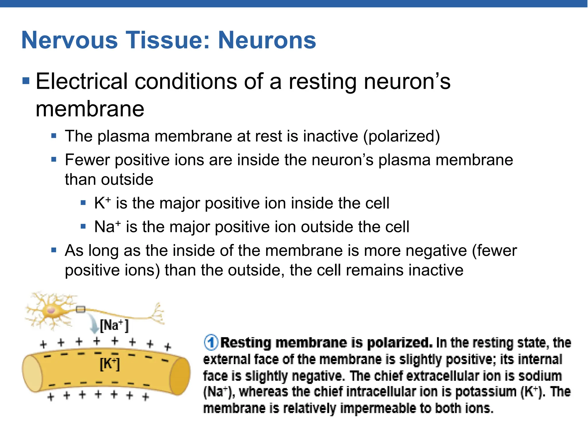 CHAPTER 7 Nervous System anaphysiology.pdf