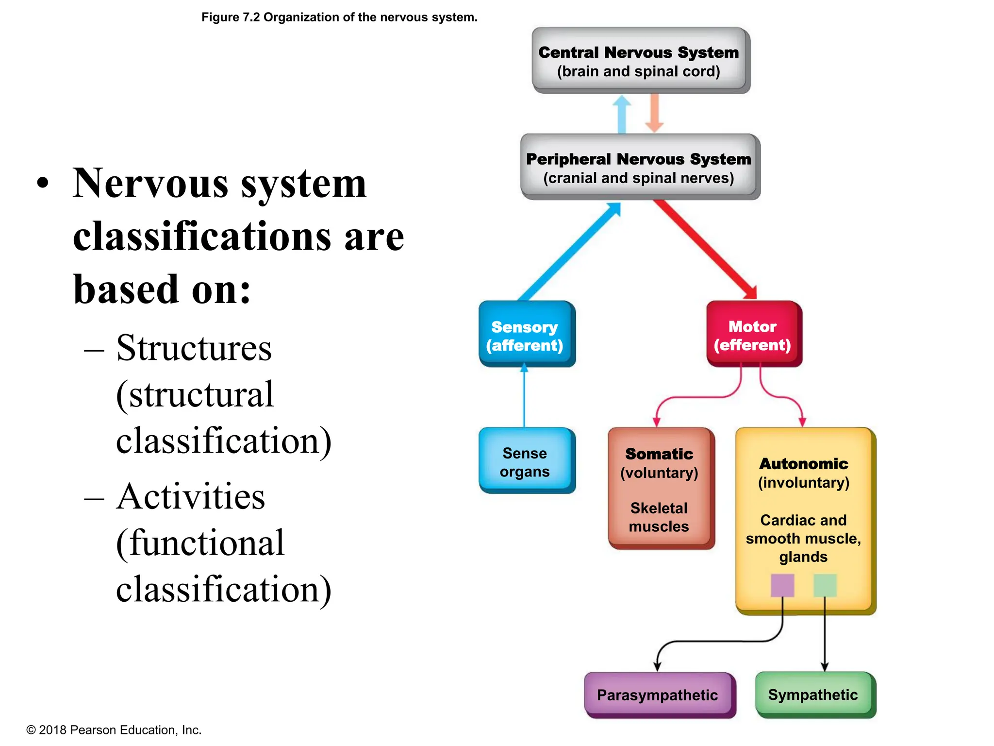 CHAPTER 7 Nervous System anaphysiology.pdf