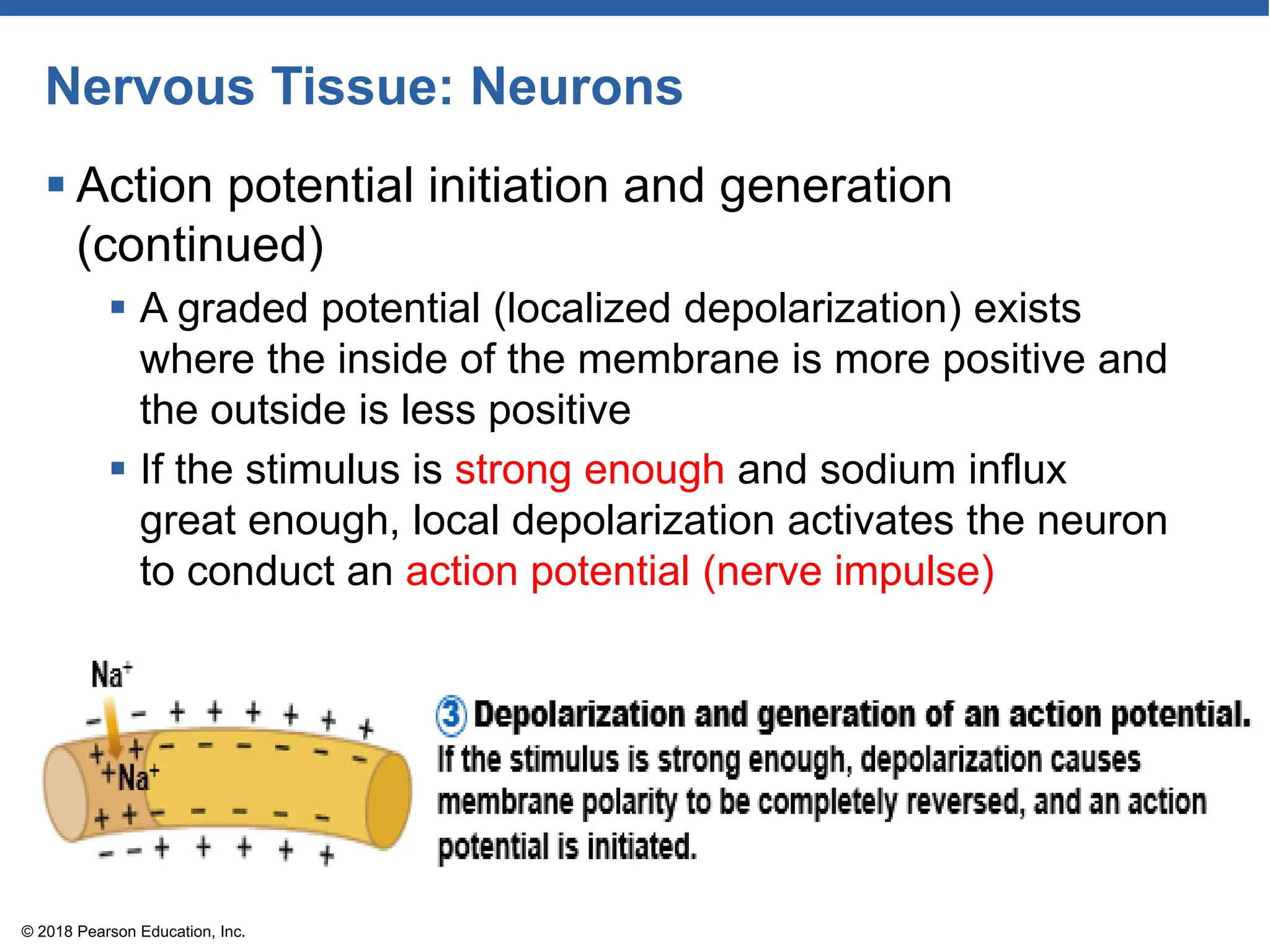 CHAPTER 7 Nervous System anaphysiology.pdf