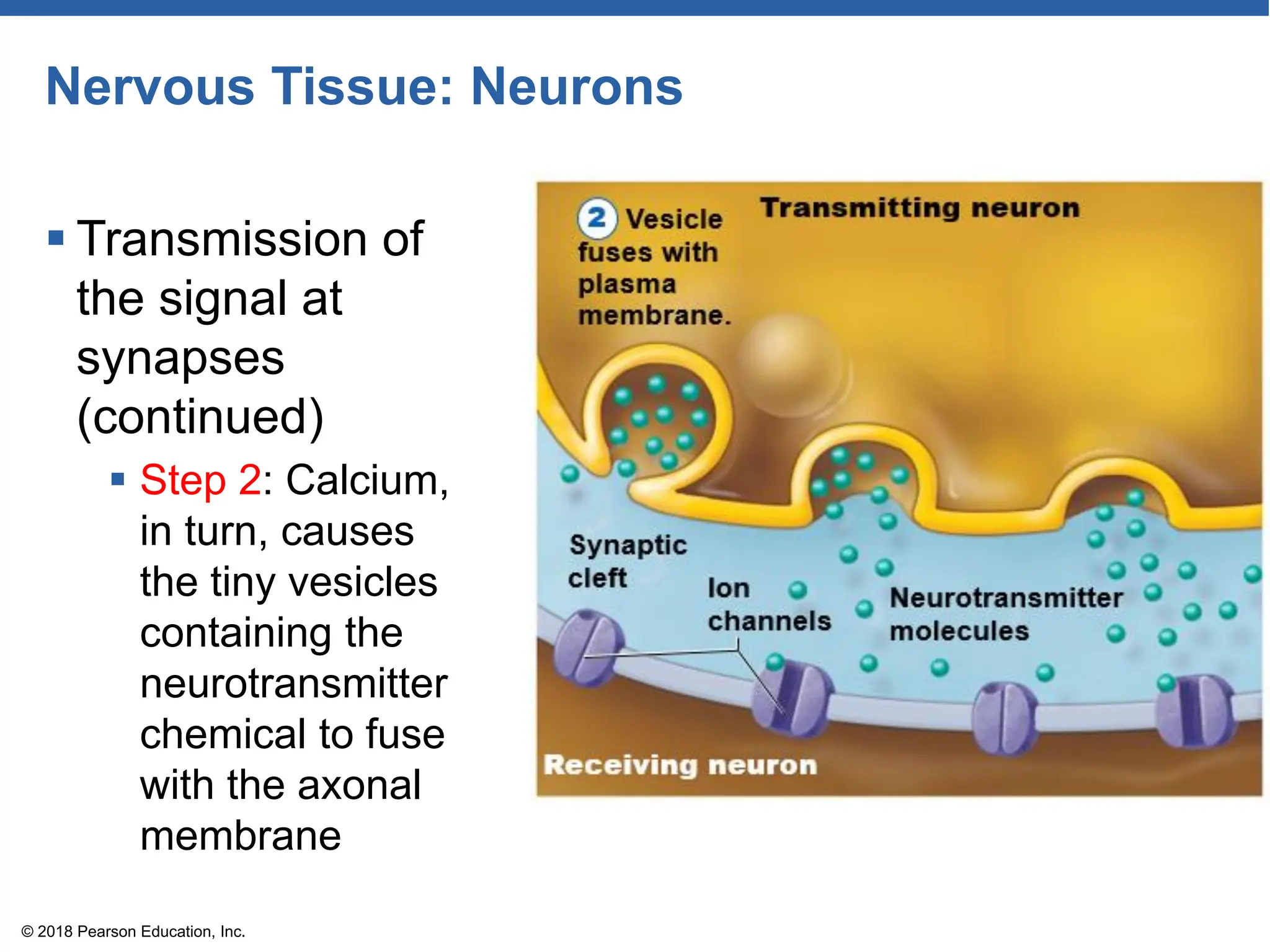 CHAPTER 7 Nervous System anaphysiology.pdf