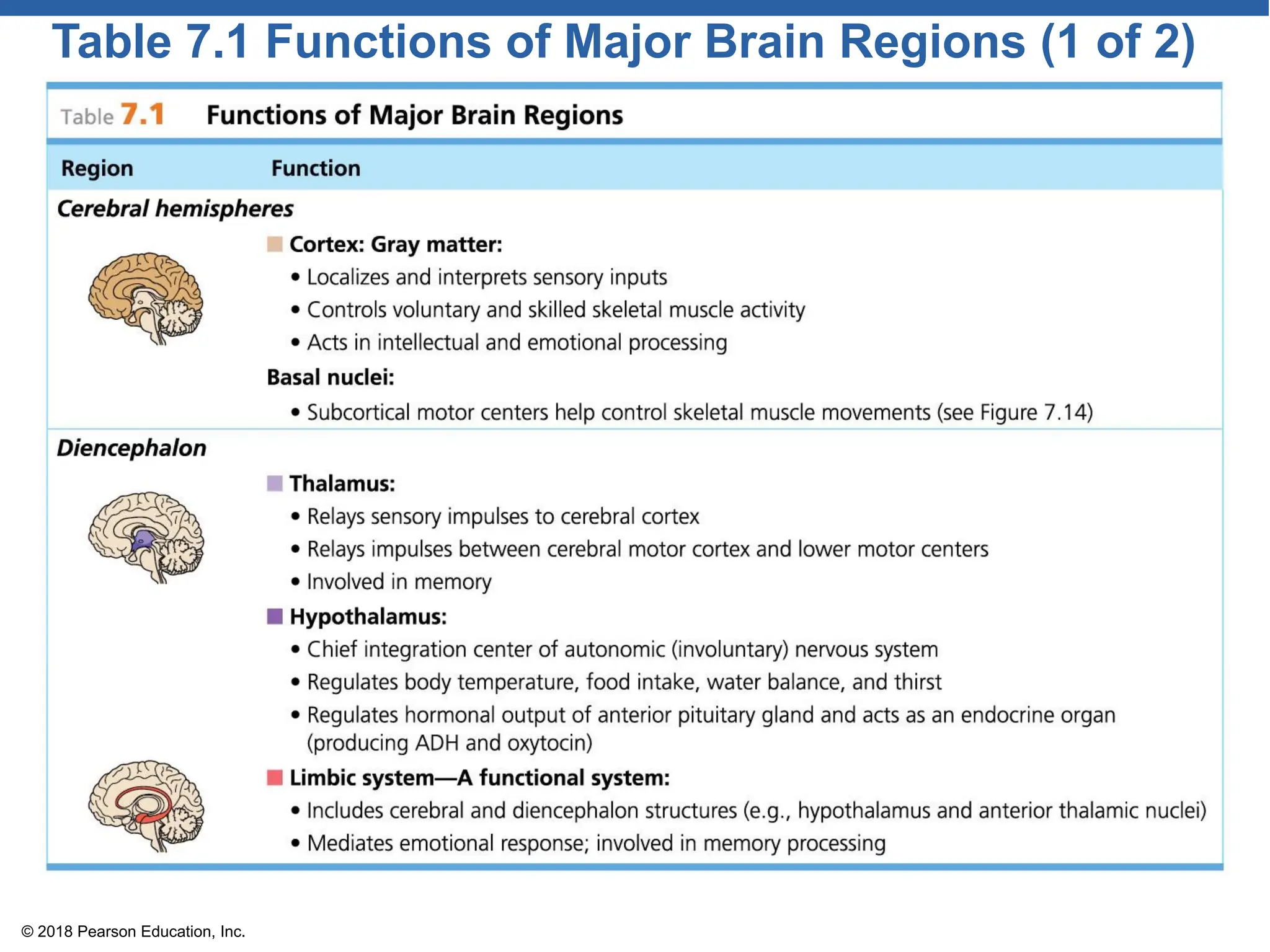 CHAPTER 7 Nervous System anaphysiology.pdf