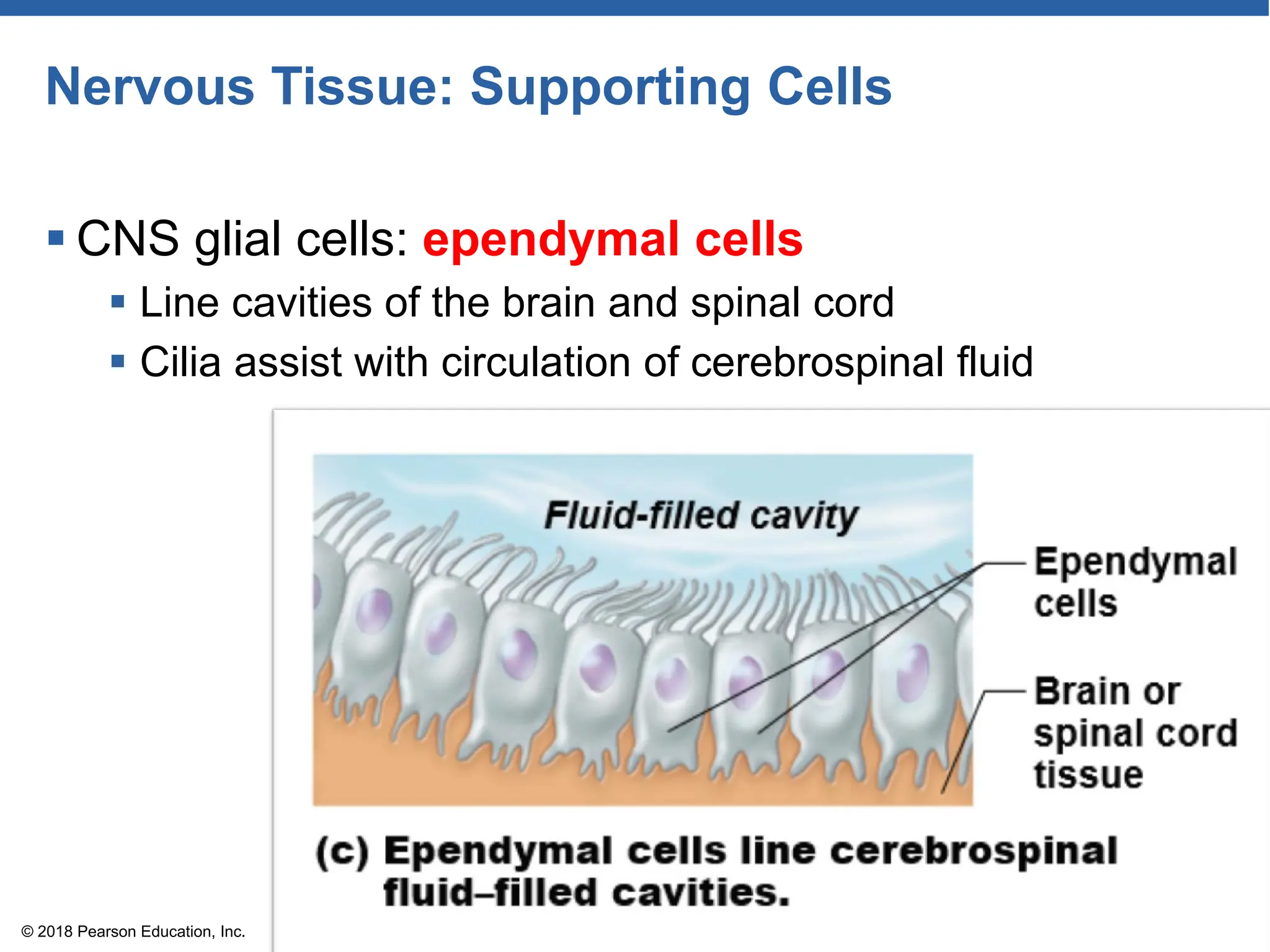 CHAPTER 7 Nervous System anaphysiology.pdf