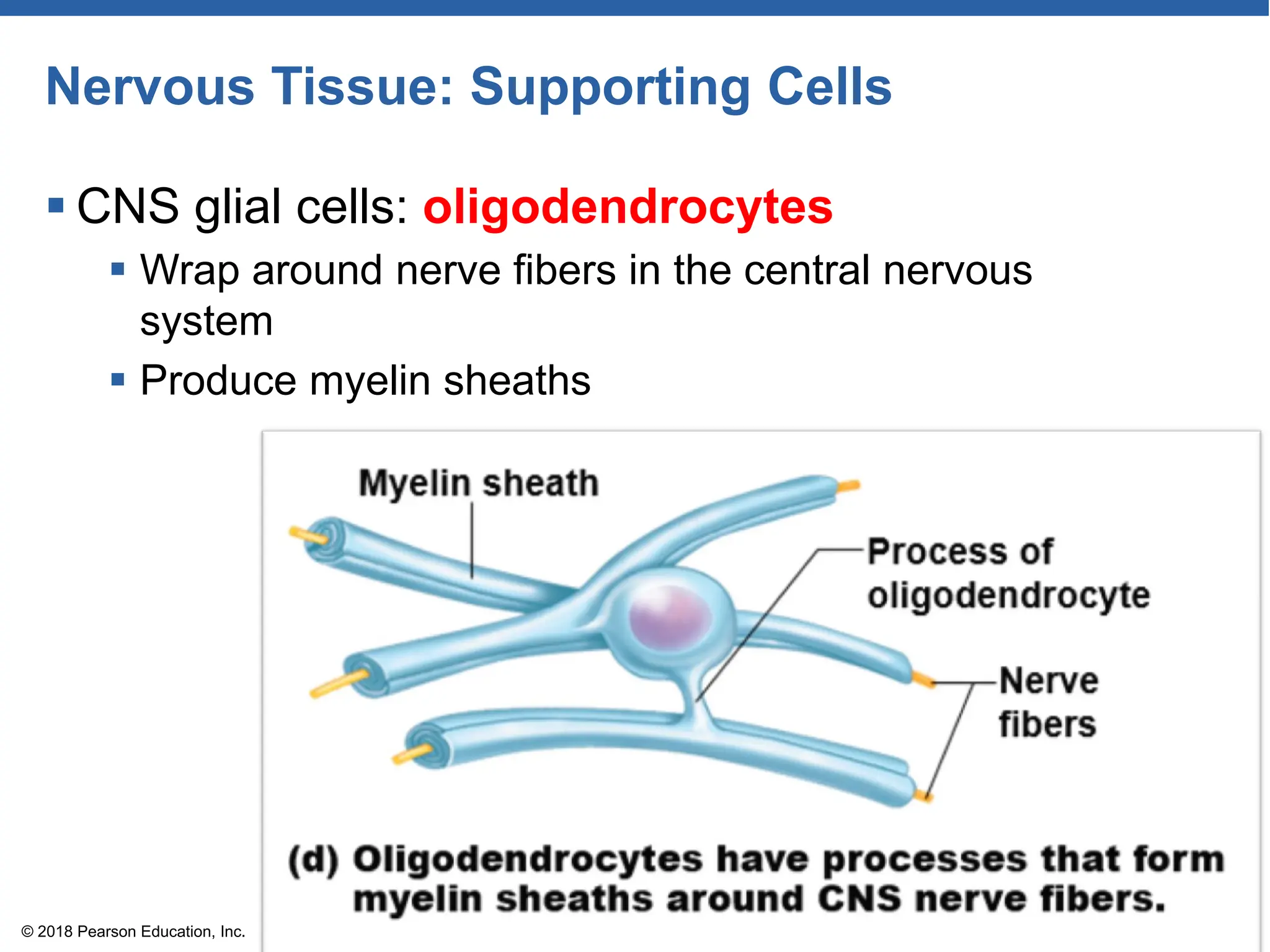 CHAPTER 7 Nervous System anaphysiology.pdf