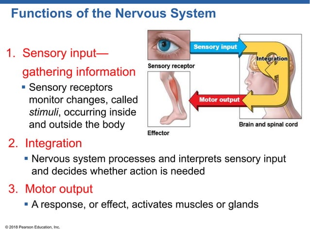 CHAPTER 7 Nervous System anaphysiology.pdf