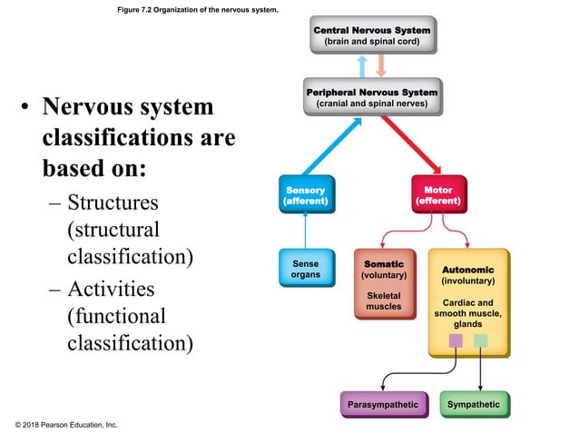 CHAPTER 7 Nervous System anaphysiology.pdf